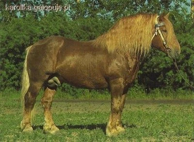 Radziecki Ciężki Koń Pociągowy | Koń Wiki | FANDOM powered by Wikia