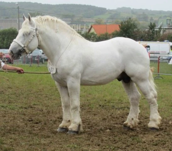 Koń buloński | Koń Wiki | Fandom