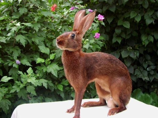 Belgische Haas | Konijnen wiki | Fandom