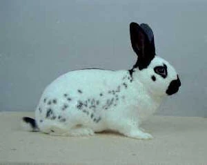 Papillon | Konijnen wiki | Fandom