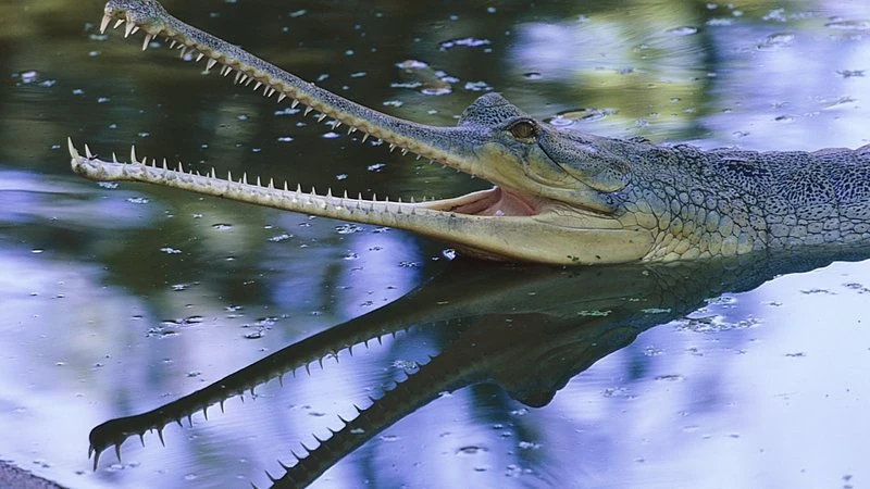 Gawial gangesowy | Kopalne Nemertean Wikia | Fandom