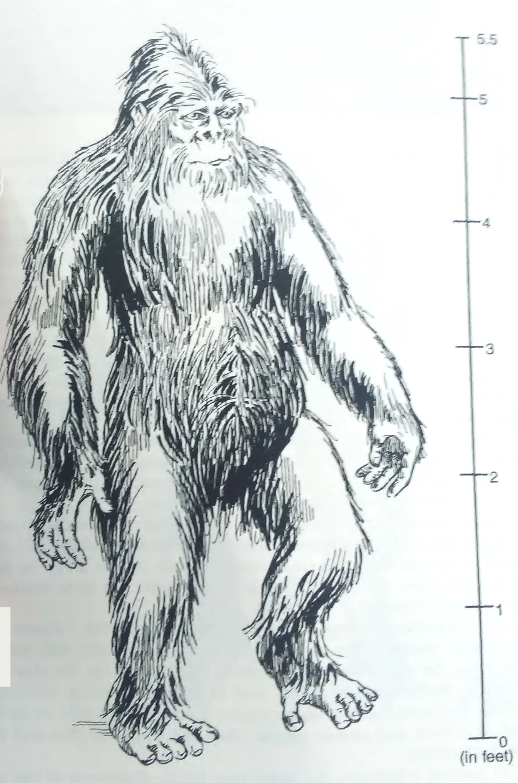 Yeti | Rätselhafte Kreaturen Wiki | Fandom