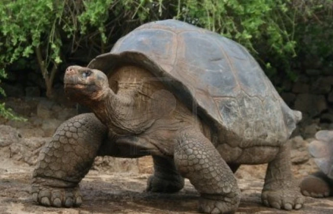 Oogway | Kung fu panda species s Wikia | Fandom