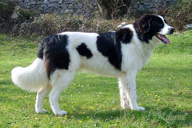 Tornjak | Kutya-wiki | FANDOM powered by Wikia