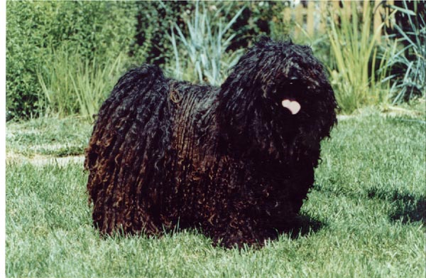 Puli | Kutya-wiki | FANDOM powered by Wikia