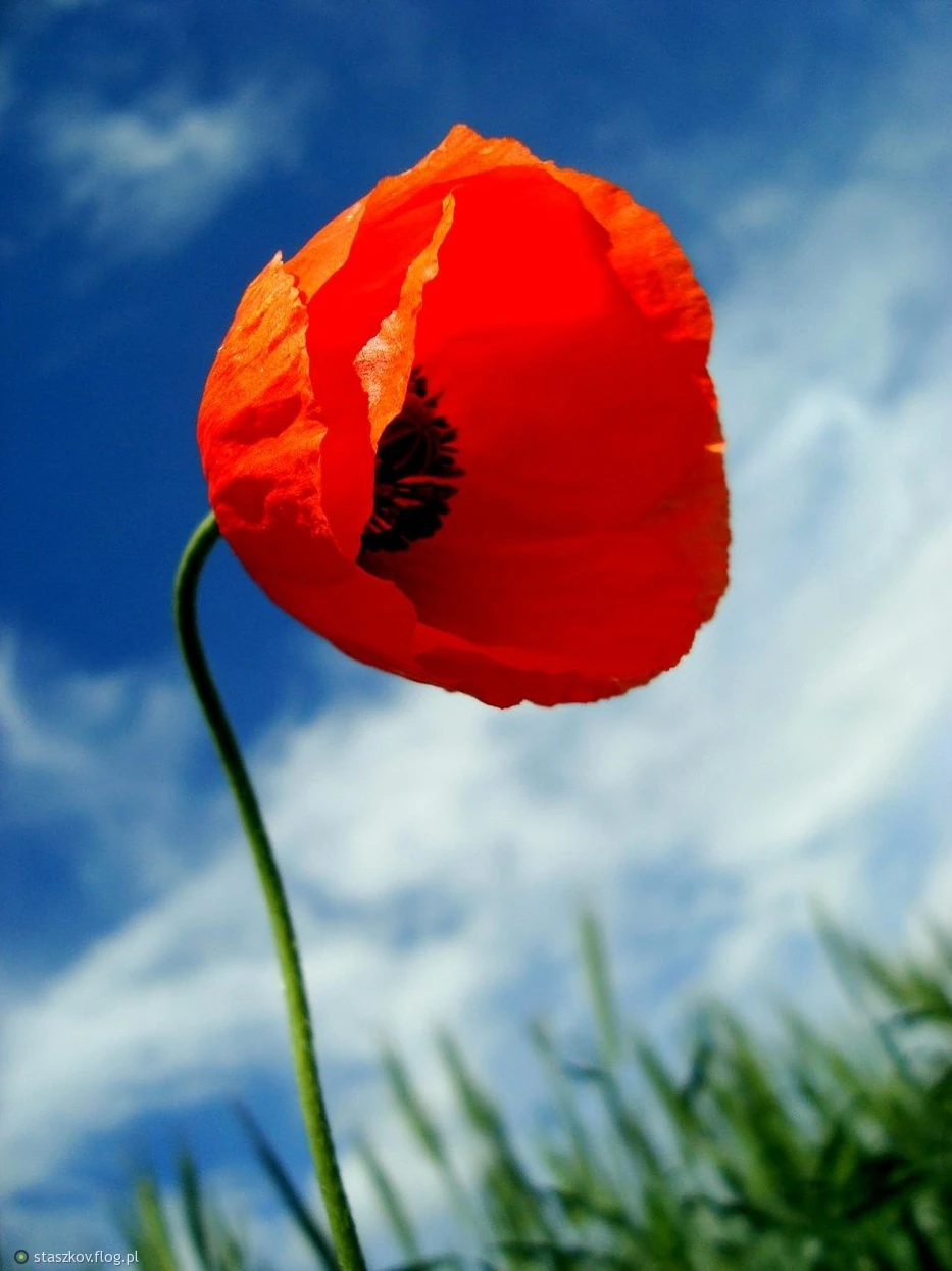 Mak | Kwiaty Wiki | FANDOM powered by Wikia