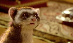 Pantalaimon | La Materia Oscura Wiki | Fandom