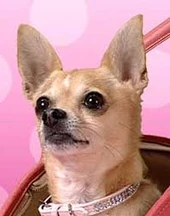 Bruiser Woods | Legally blonde Wiki | FANDOM powered by Wikia