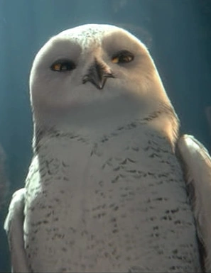 Barran | Legend of the Guardians owls of Gahoole Wiki | Fandom