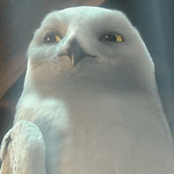 Boron | Legend of the Guardians owls of Gahoole Wiki | Fandom