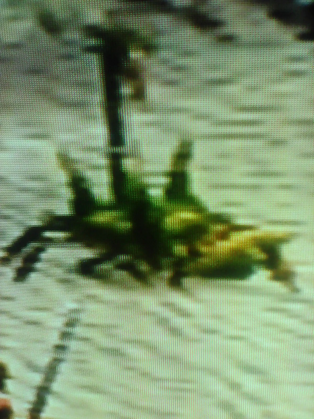 Scorpion | The Legend of Dragoon Wiki | Fandom