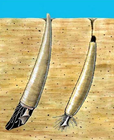 Scaphopoda | Life Wikia | FANDOM powered by Wikia