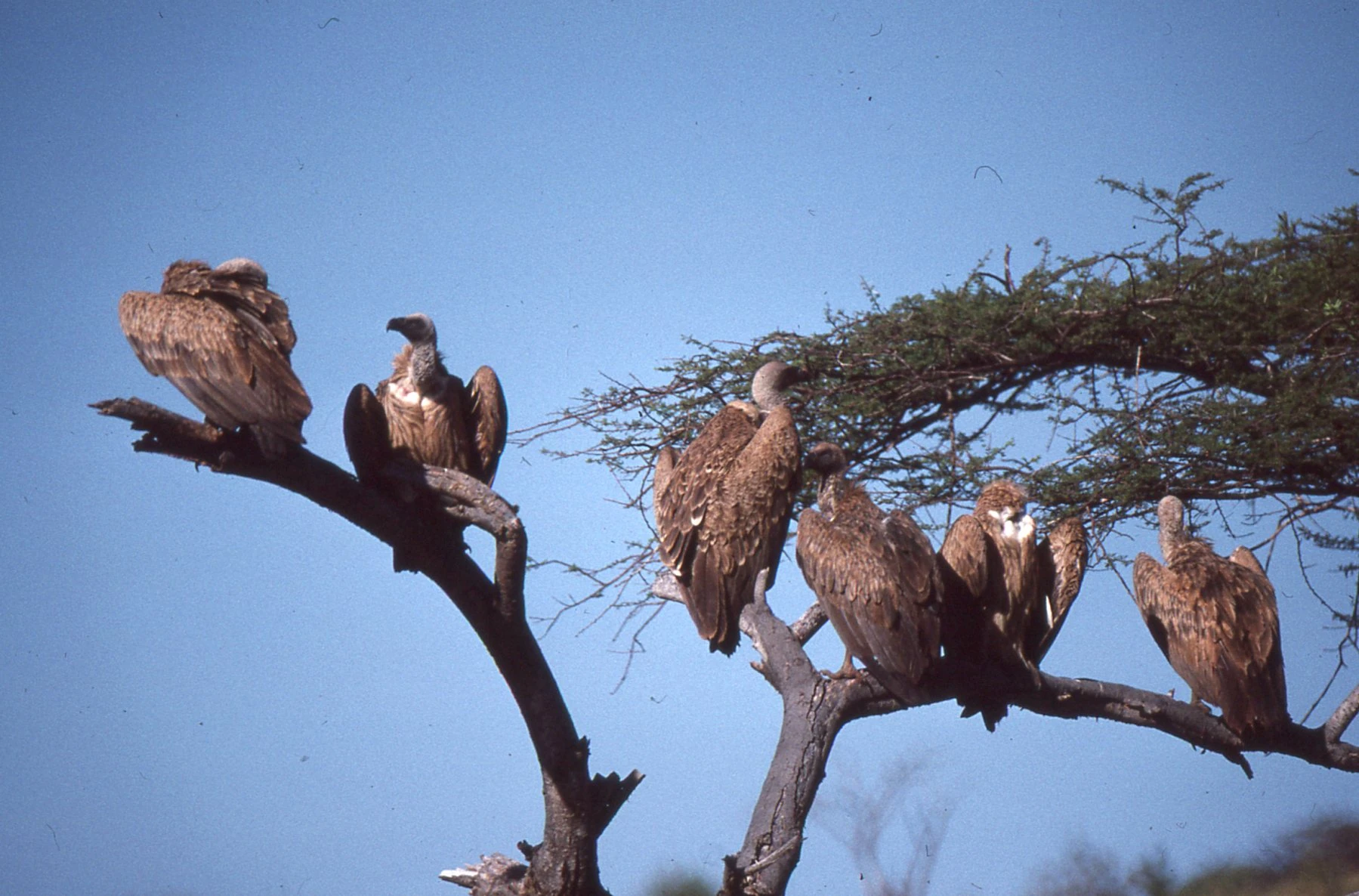 Vultures | The Lion Guard Wiki | FANDOM powered by Wikia