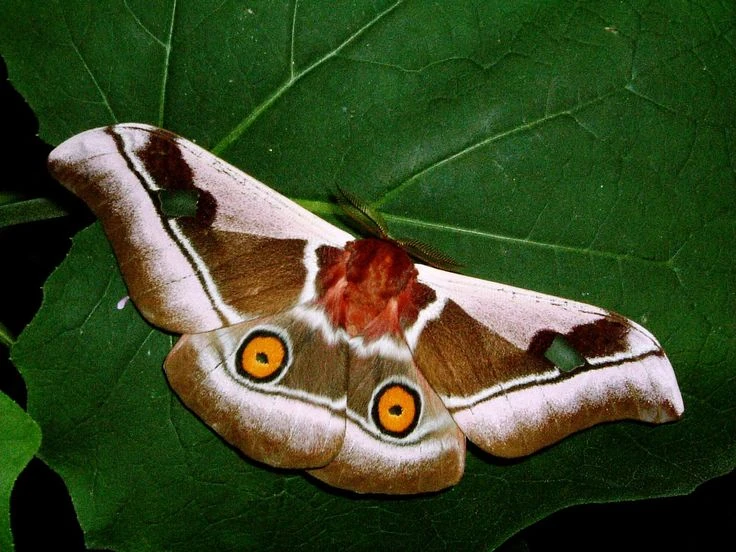 Moths | The Lion Guard Wiki | FANDOM powered by Wikia