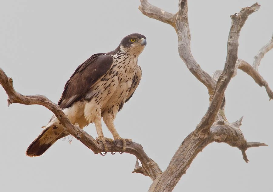 Eagles | The Lion Guard Wiki | FANDOM powered by Wikia