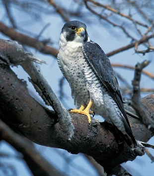 Falcons | The Lion Guard Wiki | Fandom