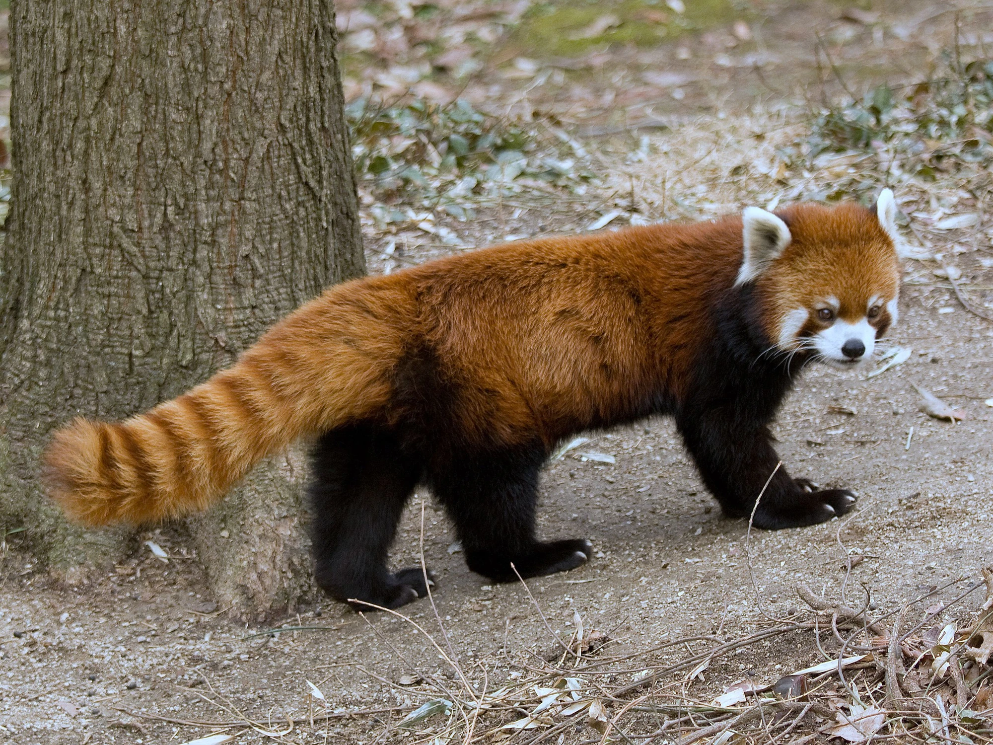 Red Pandas | The Lion Guard Wiki | FANDOM powered by Wikia