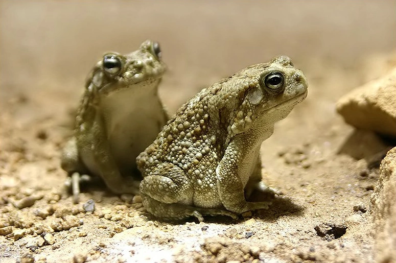 Toads | The Lion Guard Wiki | FANDOM powered by Wikia