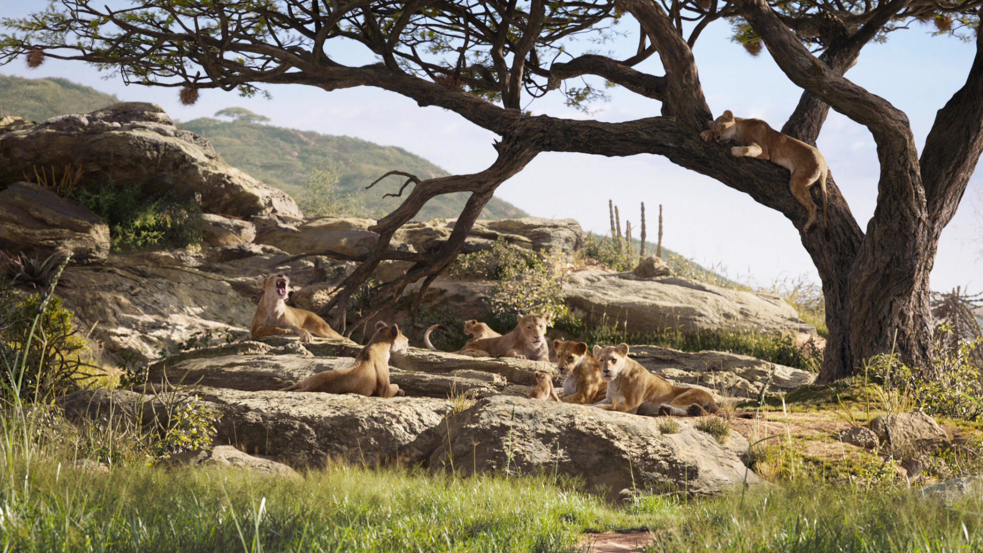 Sarafina 2019 Filmgallery The Lion King Wiki Fandom