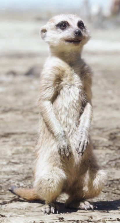 Timon 2019 Film The Lion King Wiki Fandom Powered By Wikia