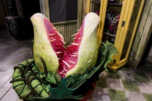 Audrey II | Little Shop of Horrors Wiki | Fandom