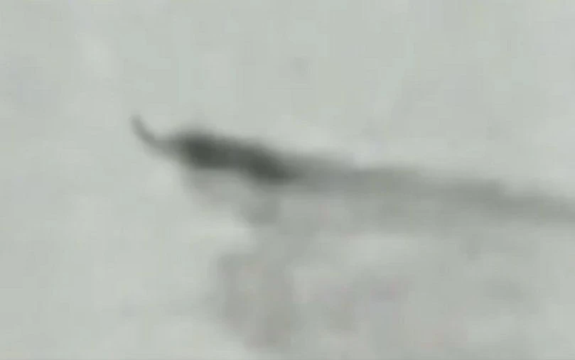 Mokele-Mbembe | Living Dinopedia Wiki | FANDOM powered by Wikia