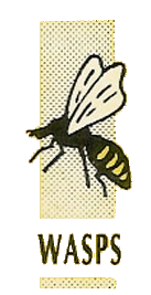 Wasps RFC | Logopedia | Fandom