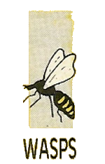 Wasps RFC | Logopedia | Fandom