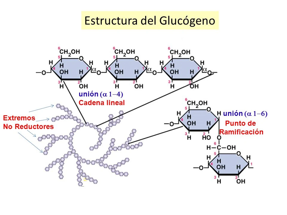 Glucógeno | Losglucidos Wiki | Fandom