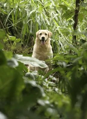 Vincent | Lostpedia | FANDOM powered by Wikia