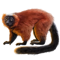 Red-ruffed Lemur | Mafia Wars Wiki | Fandom
