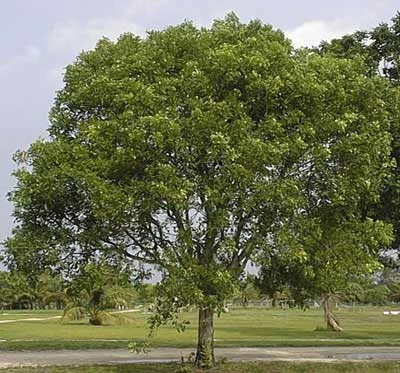 Image - Acajou.jpg | Wiki Mangagemu | FANDOM powered by Wikia