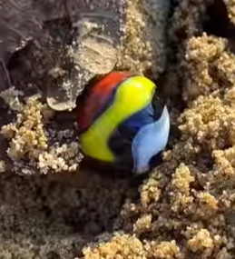 Roldo | Jelle'sMarbleRuns Wiki | Fandom