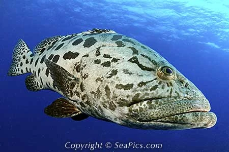 Potato Cod | Marine Wiki | Fandom