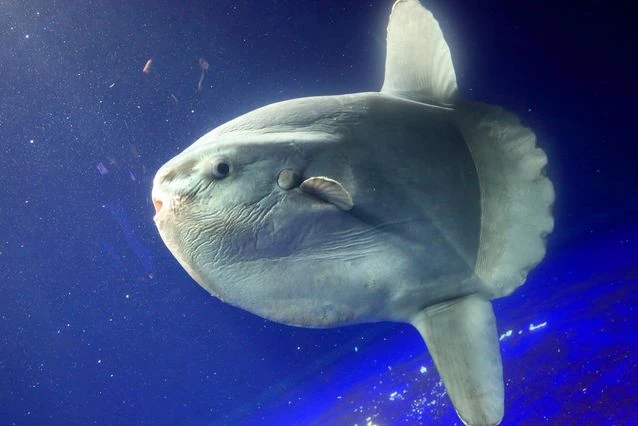 Ocean Sunfish | Marine Wiki | Fandom