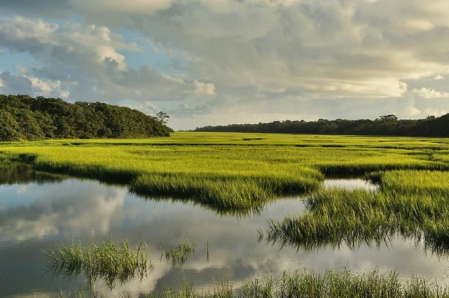 Salt Marsh | Marine Wiki | Fandom