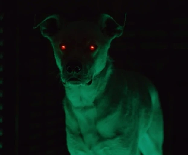 Krypto (Titans TV Series)/Gallery | DC Database | Fandom