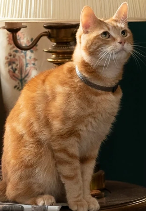 Goose | Marvel Cinematic Universe Wiki | Fandom