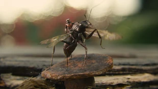 Ant-thony | Marvel Cinematic Universe Wiki | Fandom