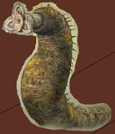 Wurm | Medieval Universes Wiki | Fandom