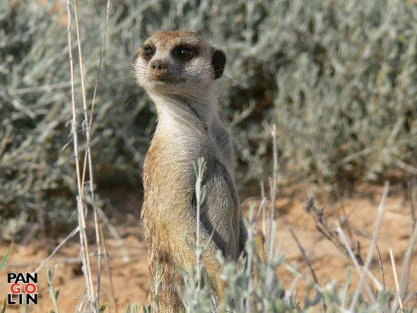 Hemulen Moomins | Meerkats Wiki | Fandom