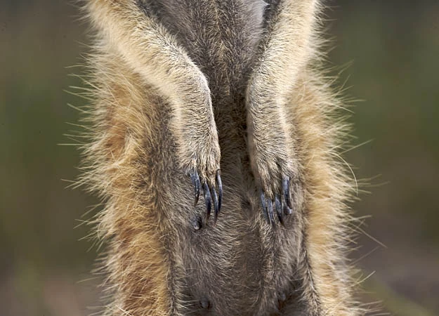 Meerkat Anatomy | Meerkats Wiki | Fandom