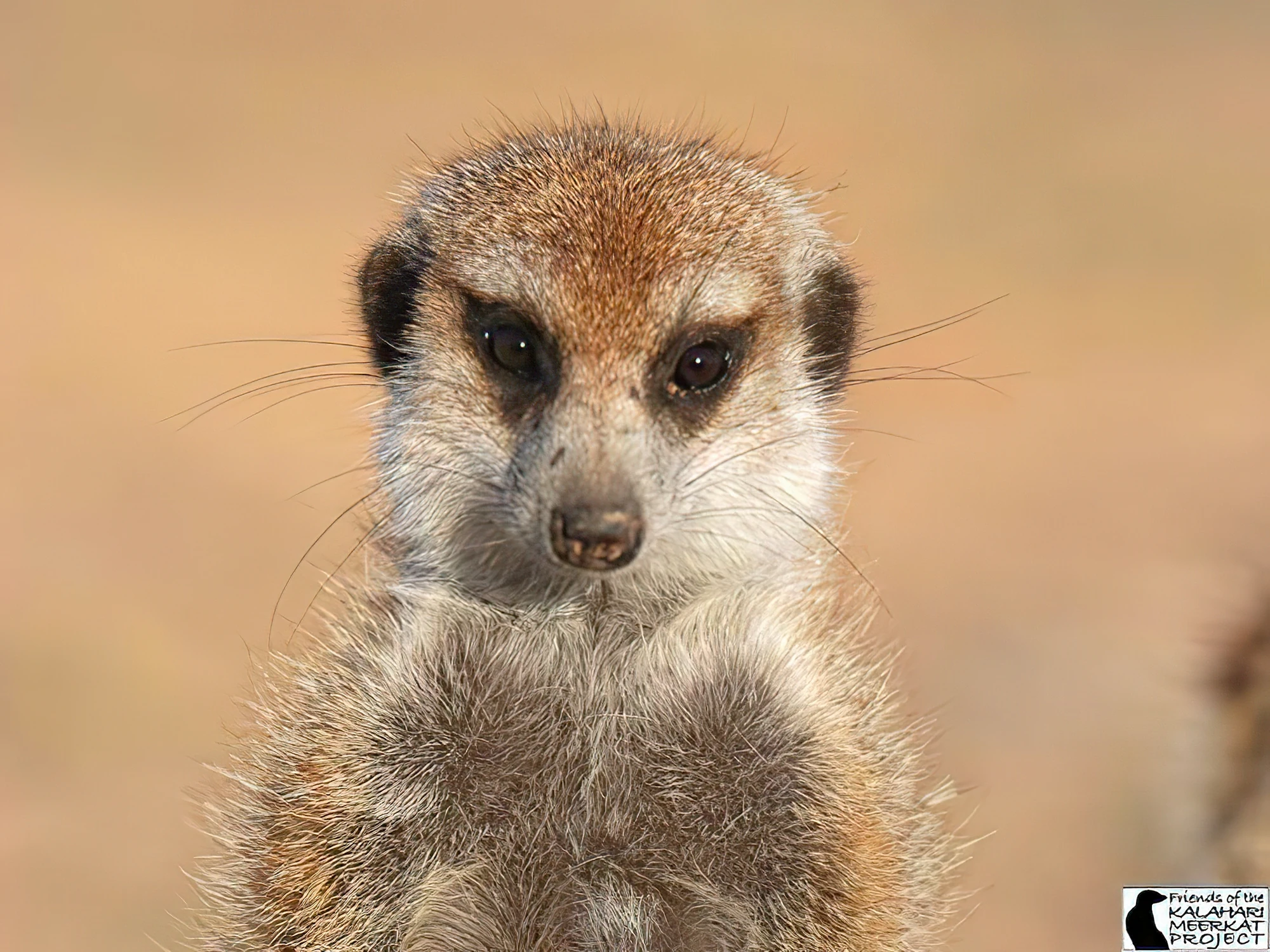 Mitch Whiskers | Meerkats Wiki | Fandom
