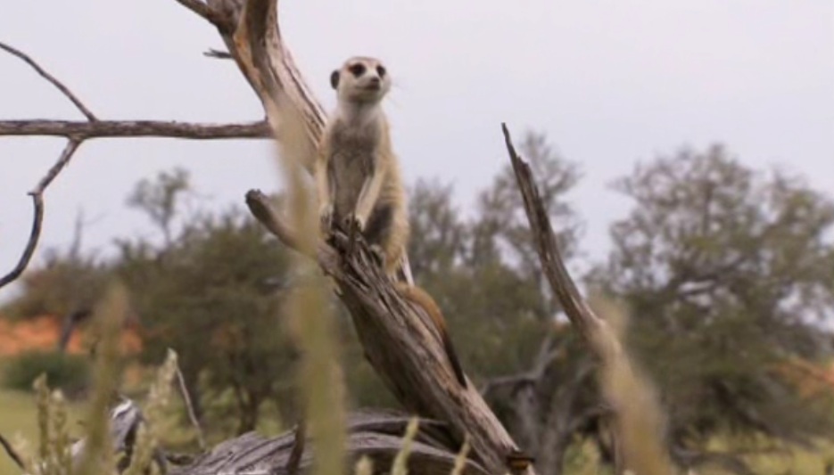 Baker Whiskers Meerkats Wiki Fandom Powered By Wikia