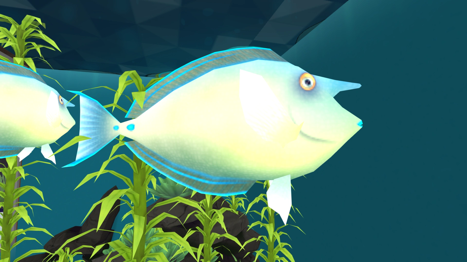 Unicorn Surgeonfish | Megaquarium Wiki | Fandom