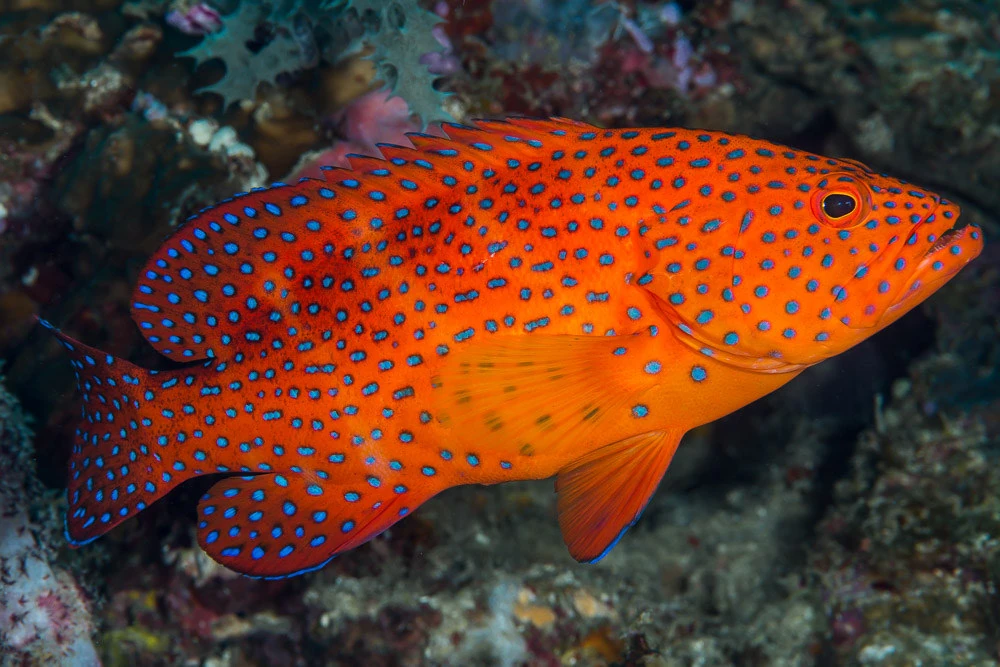 Coral Grouper | Megaquarium Wiki | Fandom