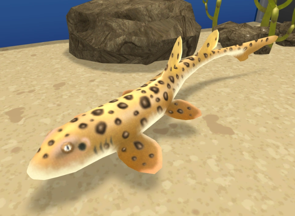 Epaulette Shark | Megaquarium Wiki | Fandom