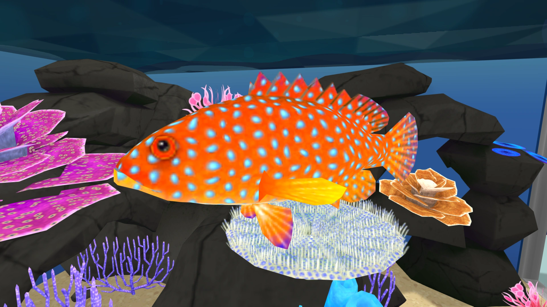 Coral Grouper | Megaquarium Wiki | Fandom