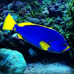 Blue and Yellow Grouper | Megaquarium Wiki | Fandom