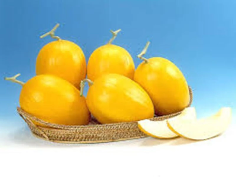 Apollo Melon | Melons Wiki | Fandom